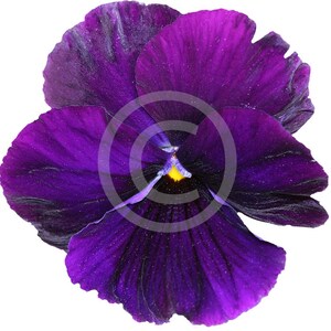 Real Purple Flower Graphic Collection - Etsy