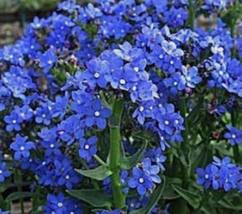 Blue Italian Alkanet Flower Seeds, Anchusa Capensis, Cape Forget-me-not ...
