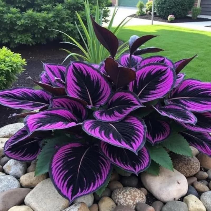 Purple Hosta Plant - Etsy