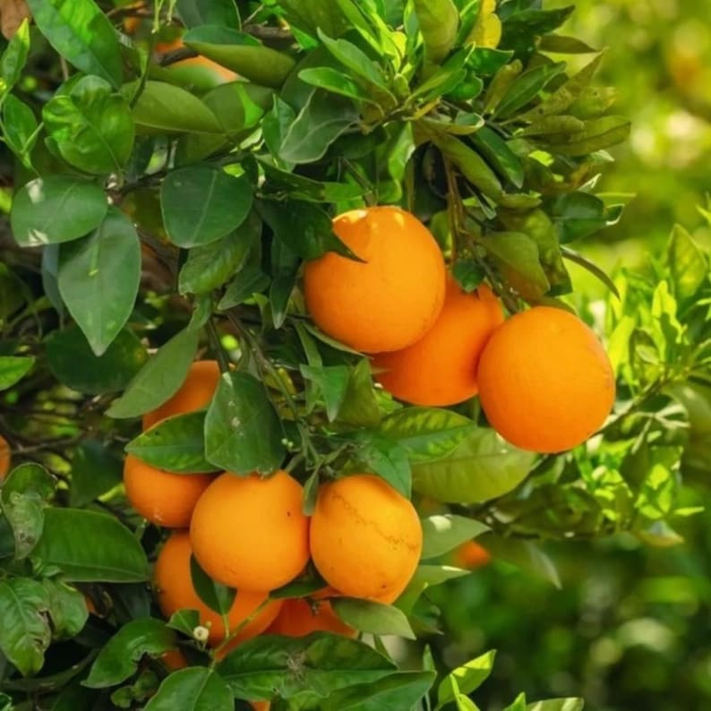 5 Hamlin Orange Tree Seeds - Etsy
