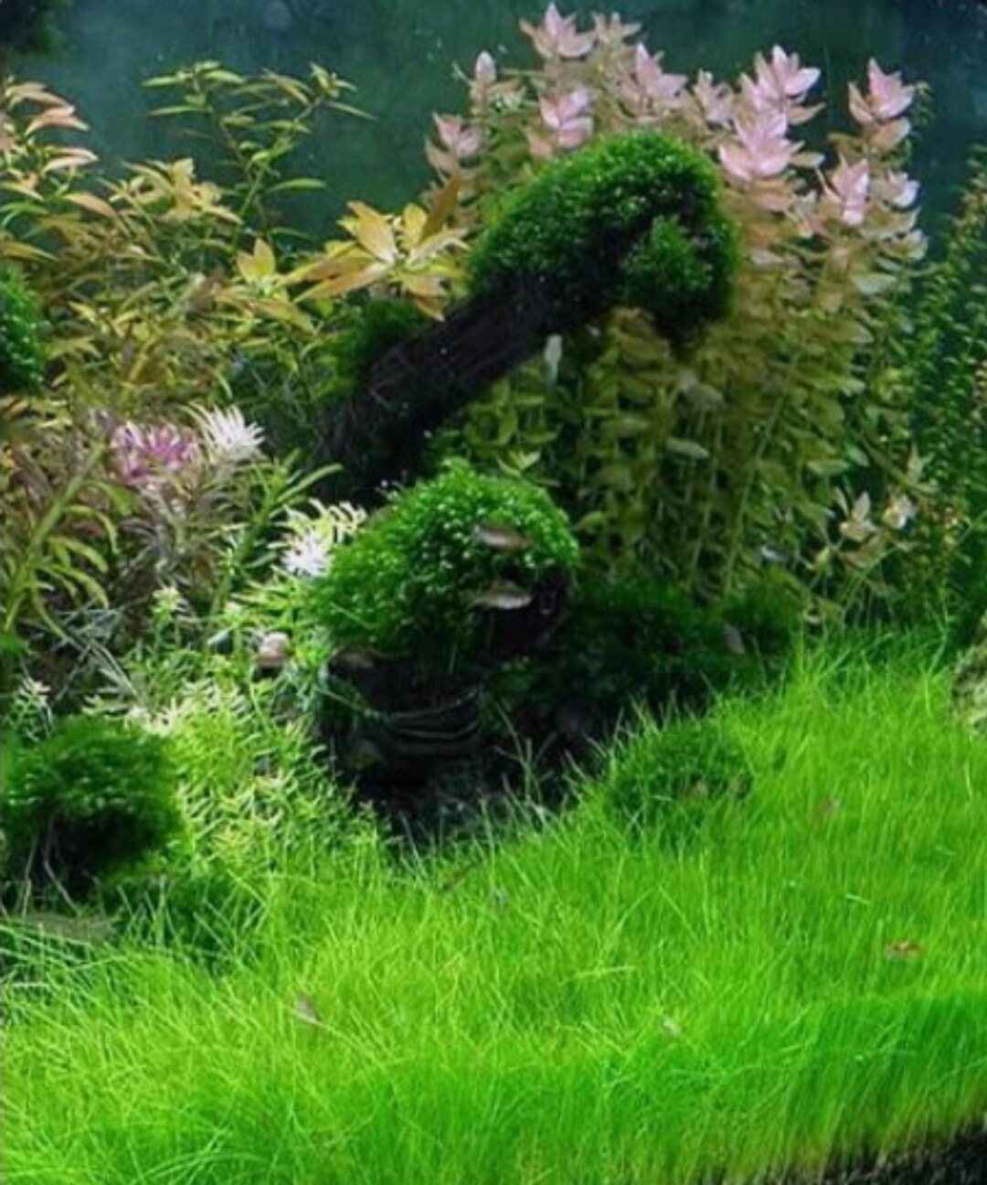 Dwarf Hair Grass Eleocharis Parvula Clump Aquarium Plants - Etsy