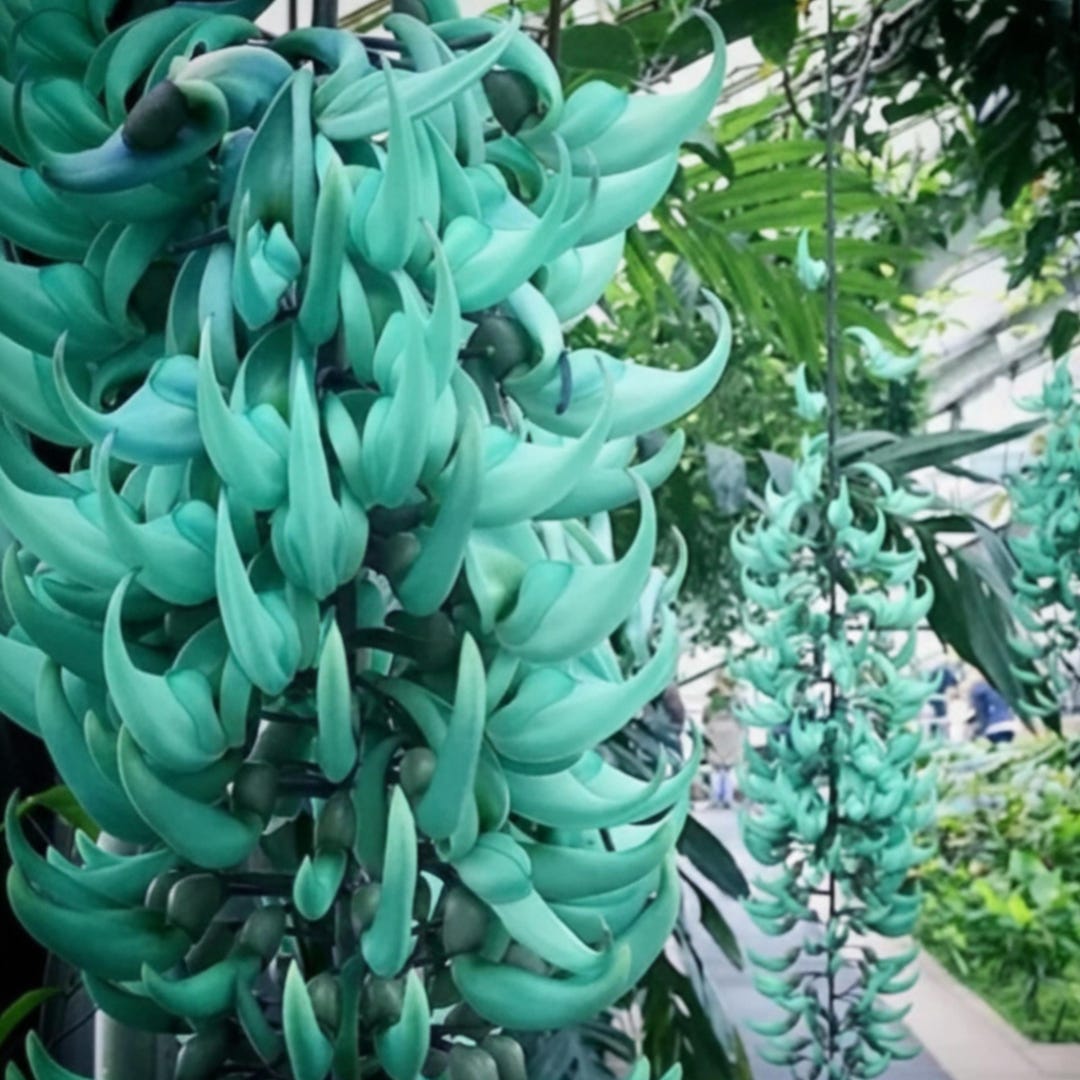 Rare Heirloom Jade Vine Seeds - Strongylodon Macrobotrys - Etsy