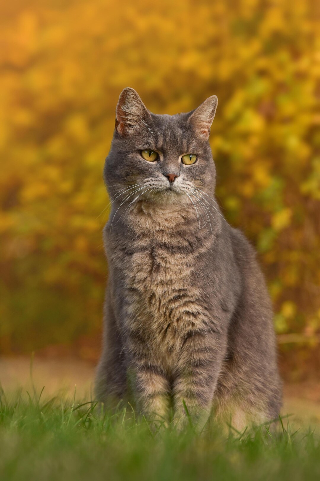 Autum Cat - Digital Downloand Printable Wall Art - Etsy