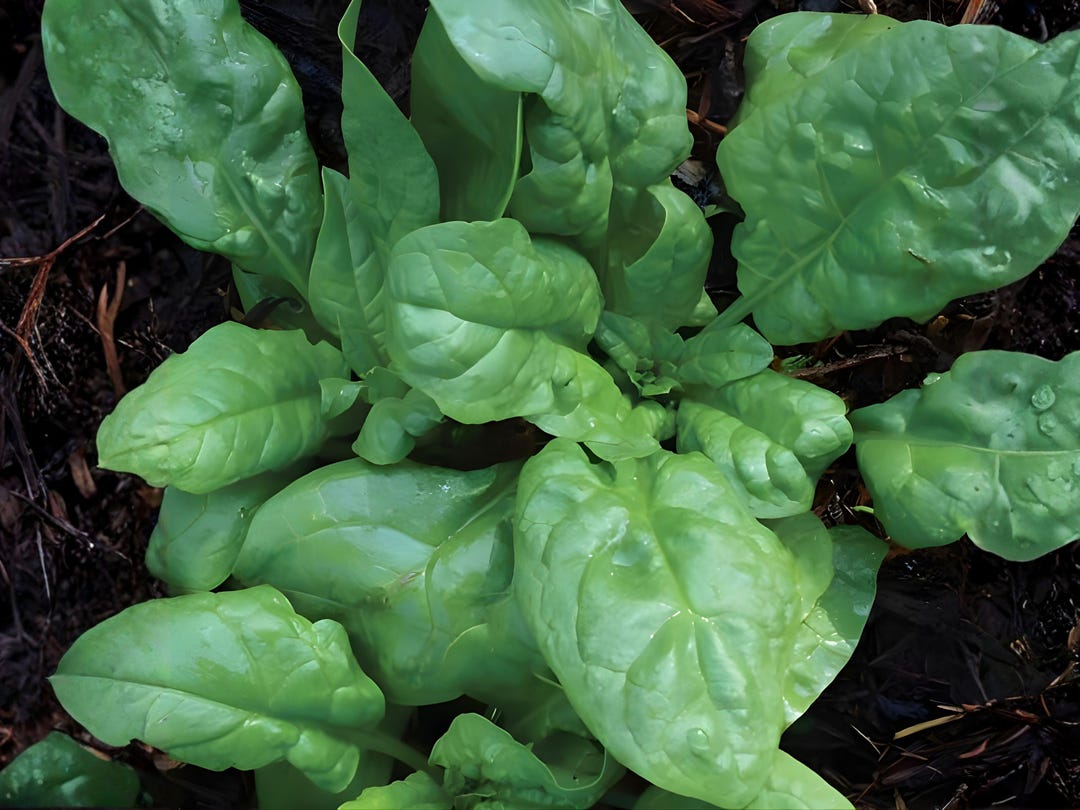 200 Heirloom American Spinach Seeds Fast Growing, Non-gmo, Home Garden ...