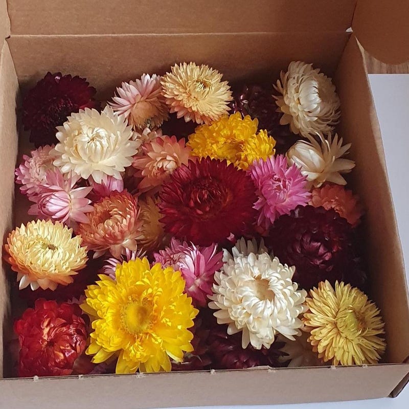 Dried Flower Confetti Set - Etsy