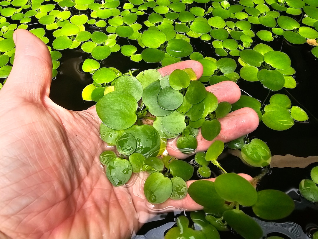 Frogbit BUY2GET1FREE Large Quantity limnobium Laevigatum Live Floating ...