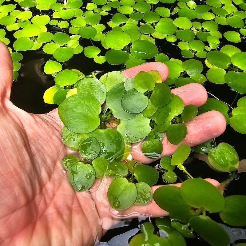 Aquarium Grown Plants - Etsy