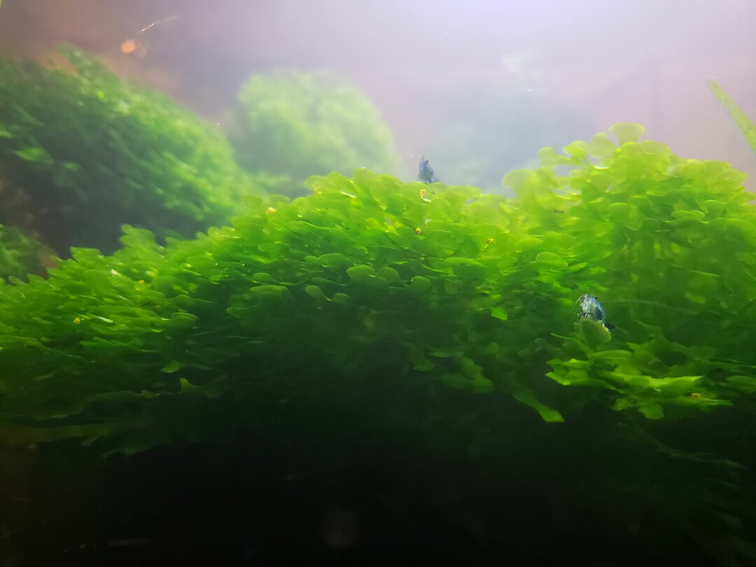 Pellia Moss Subwassertang Buy2get1free Round Home Aquarium Grown, Green ...