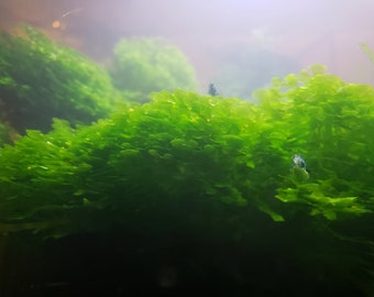 Subwassertang Round Pellia Moss Live Aquarium Plant - Etsy