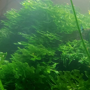 Pellia Moss Subwassertang Buy2get1free Round Home Aquarium Grown, Green ...