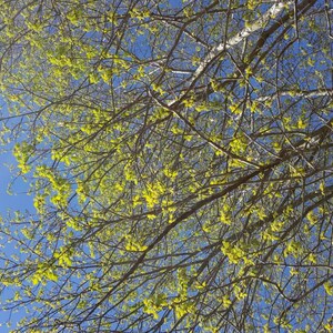 Art Photography Maple Leafing Out in Lime on Azure Sky Interior Design ...