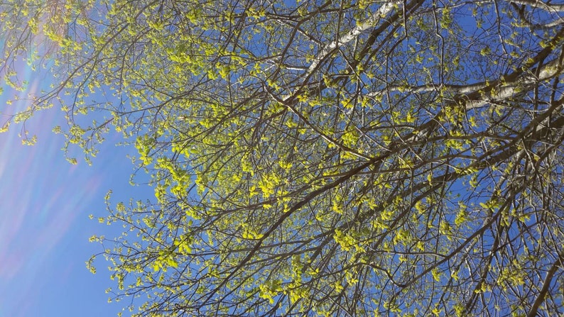 Art Photography Maple Leafing Out in Lime on Azure Sky | Etsy