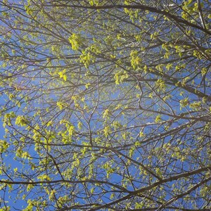 Art Photography Maple Leafing Out in Lime on Azure Sky Interior Design ...
