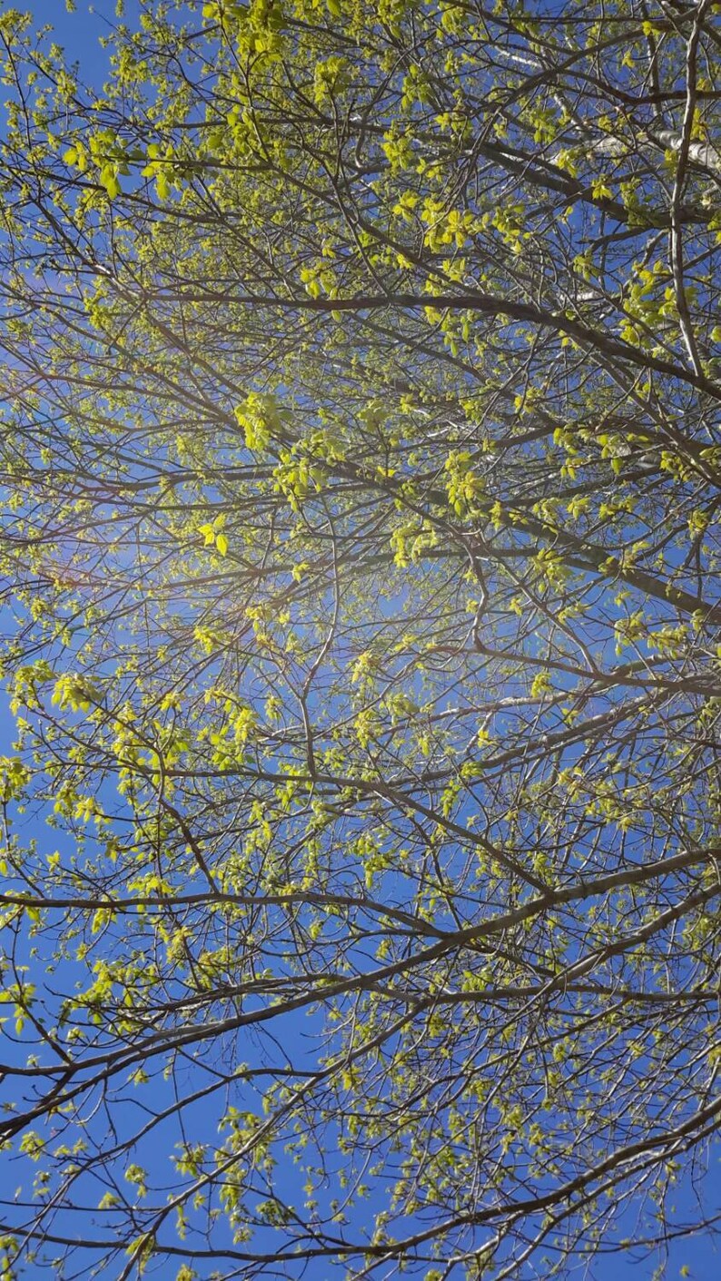 Art Photography Maple Leafing Out in Lime on Azure Sky | Etsy