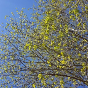 Art Photography Maple Leafing Out in Lime on Azure Sky Interior Design ...