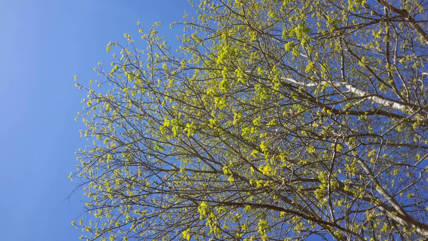 Art Photography Maple Leafing Out In Lime On Azure Sky | Etsy