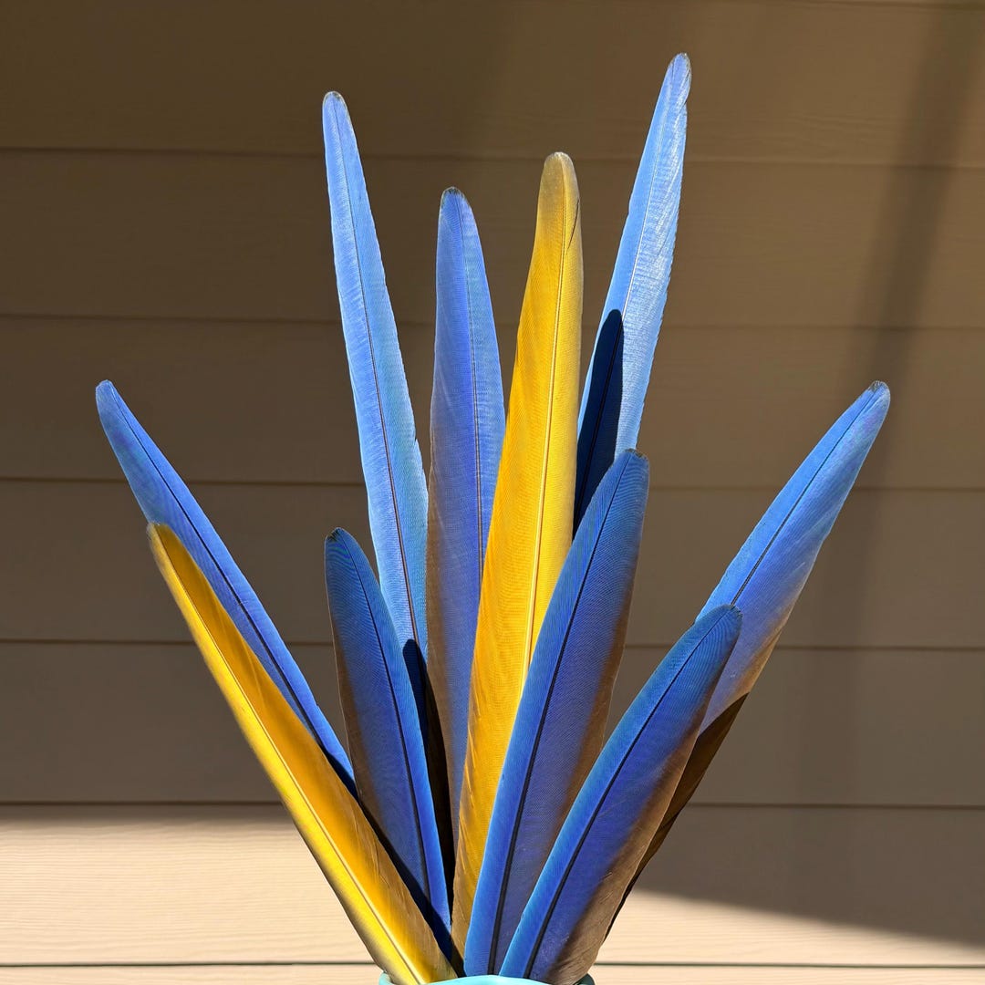 10 Long Parrot Tail Feathers, Blue and Gold Macaw - Etsy