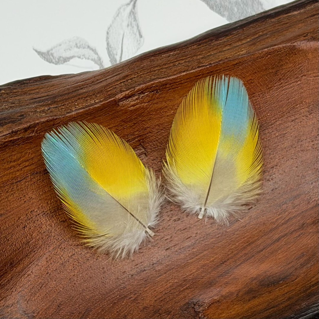 Two 1.5-inch Parrot Feathers, Blue and Gold Macaw, Yellow - Etsy