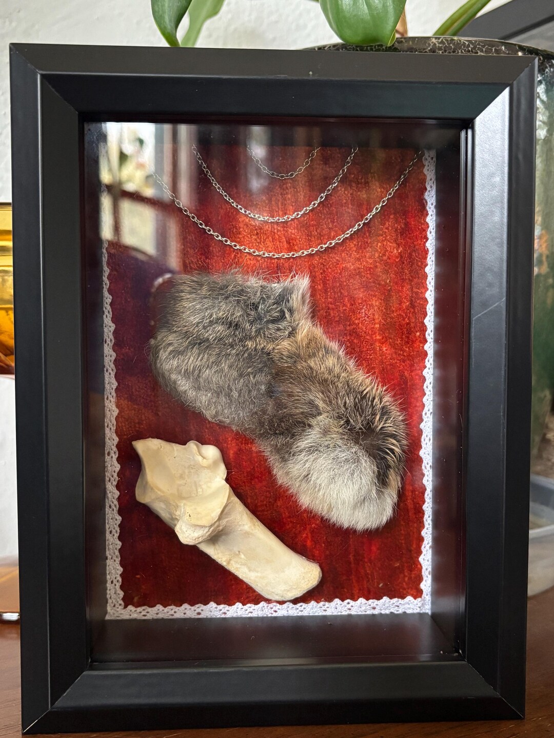Lucky Rabbit Foot | Bone Art | Mummified Art | Oddities and Curiosities ...