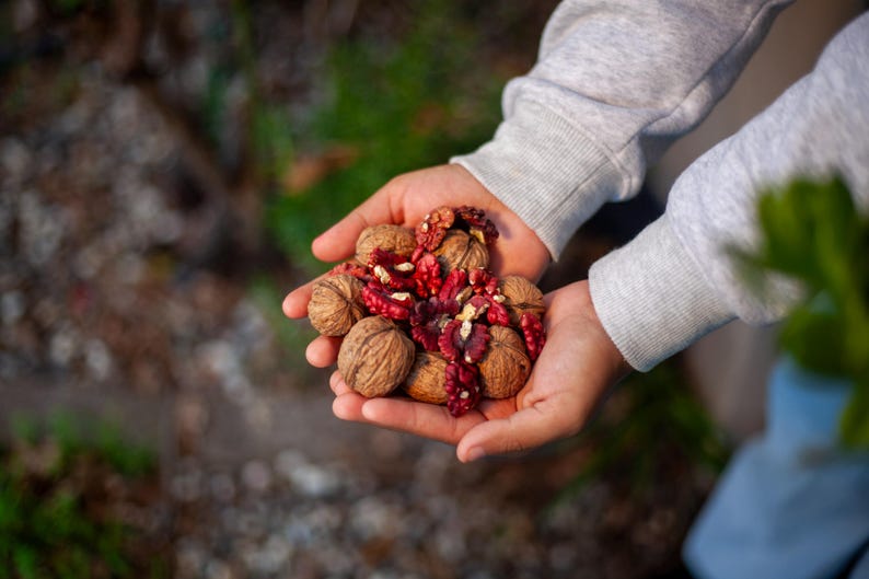 California Livermore Red Walnuts In-shell | 2LB | Natural, Non-gmo ...