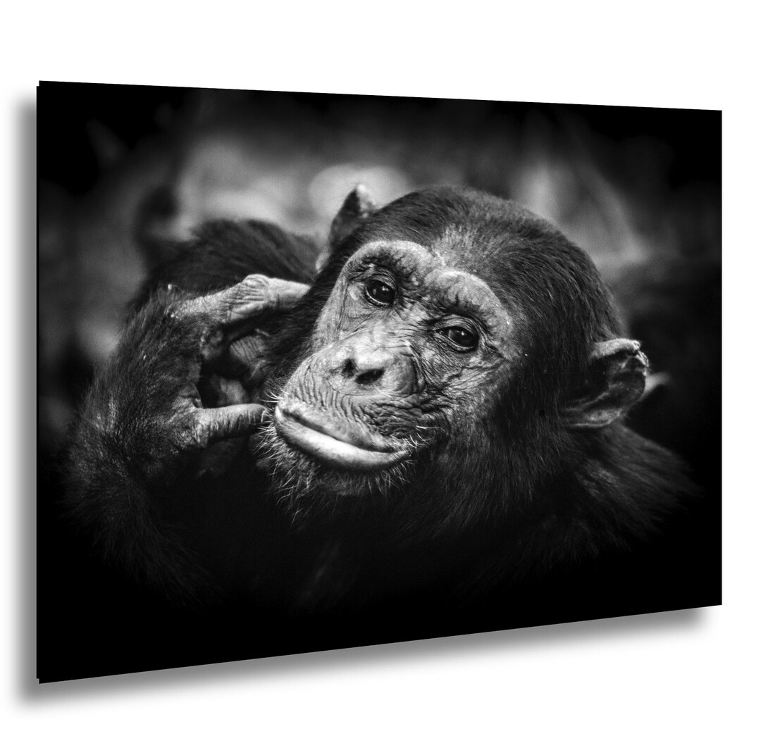 Contemplative Tanzanian Chimp Print – African Primate Wall Art - Etsy