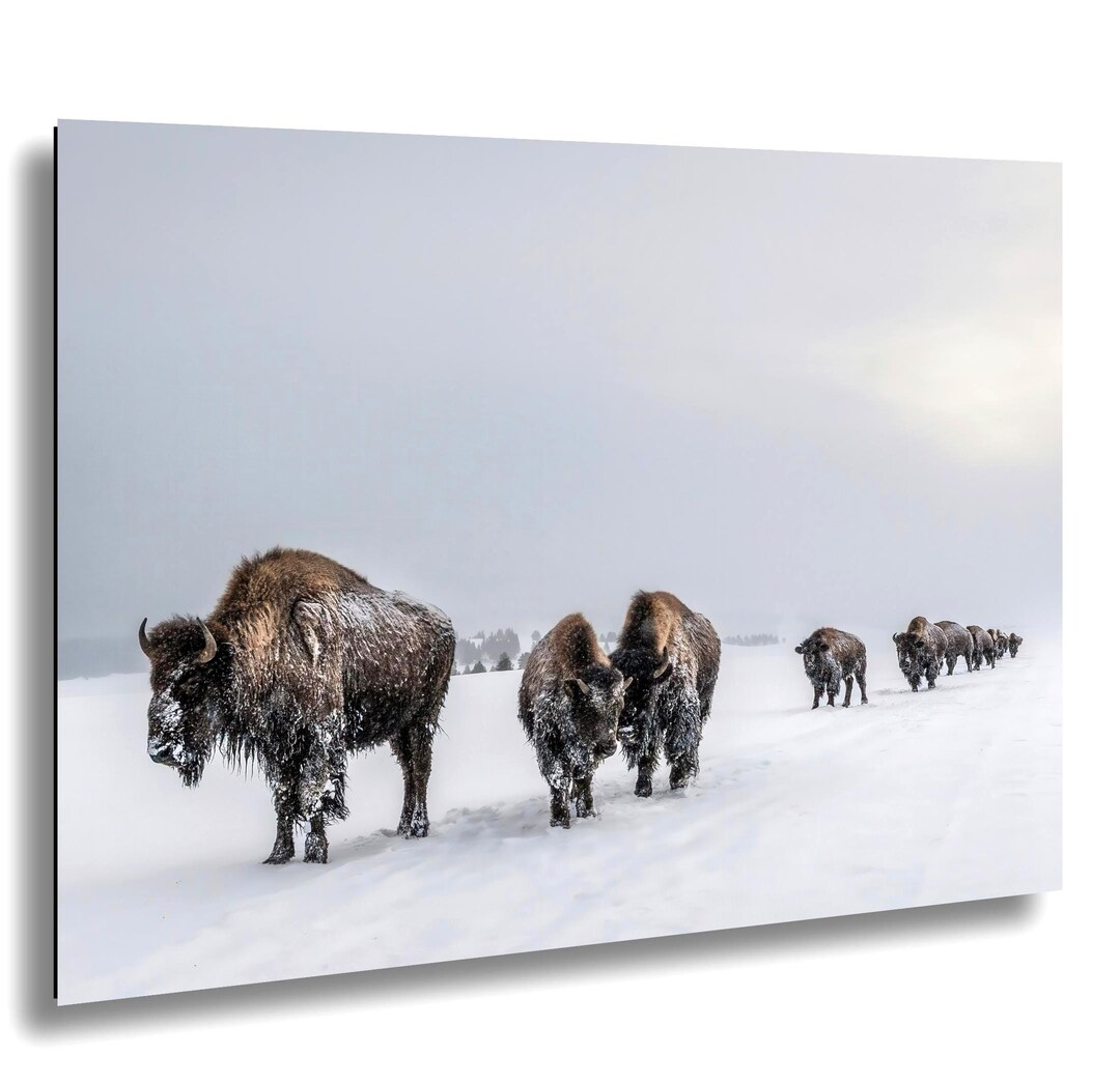 Buffalo Wall Art Print: Winter Wildlife Photography (canvas or Metal ...