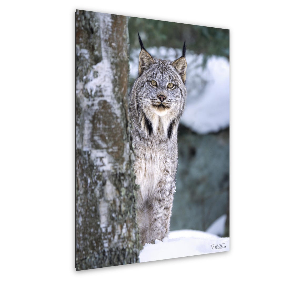 Ghost of the Boreal Forest – Lynx Fine Art Print - Etsy