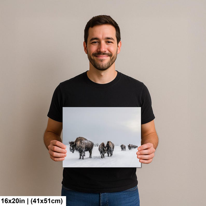 Buffalo Wall Art Print: Winter Wildlife Photography (canvas or Metal ...