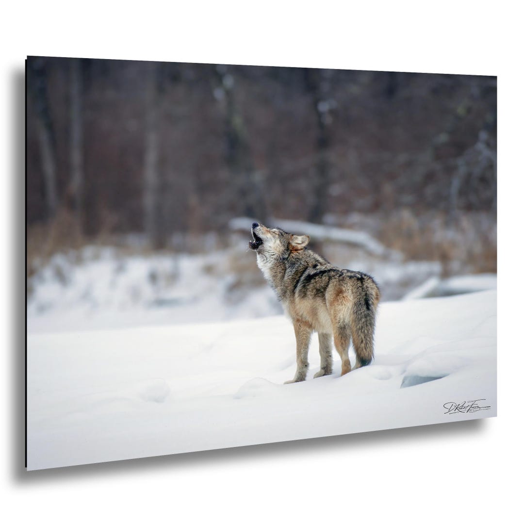Lone Howl – Wolf on Frozen River Fine Art Print; - Etsy