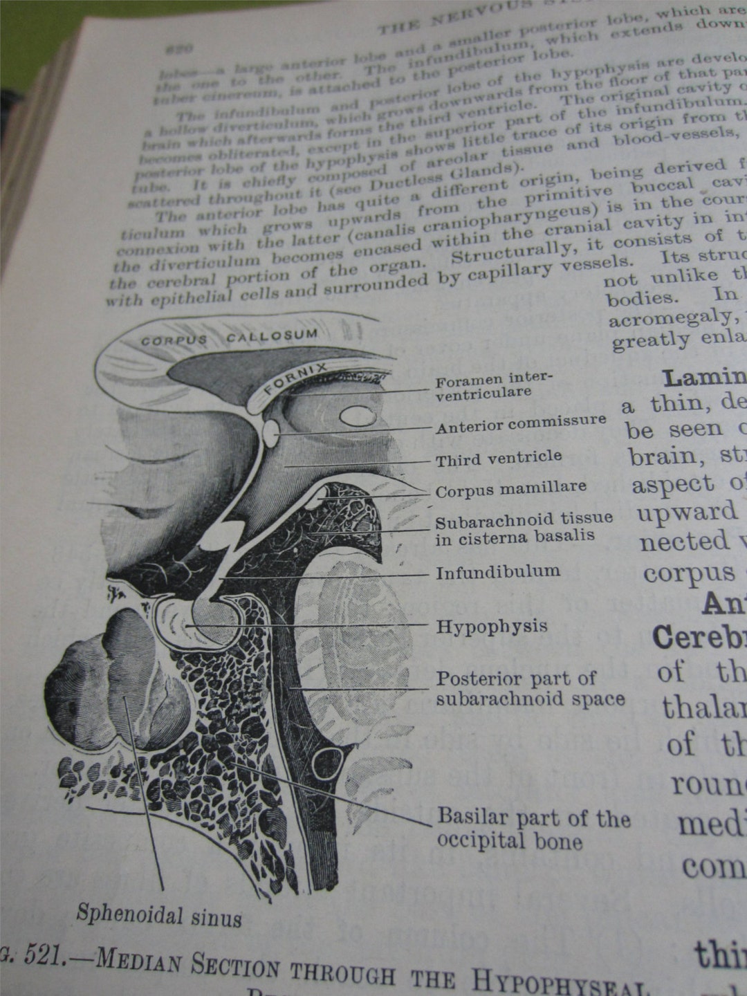 Vintage Cunningham's Textbook of Anatomy 1931 - Etsy