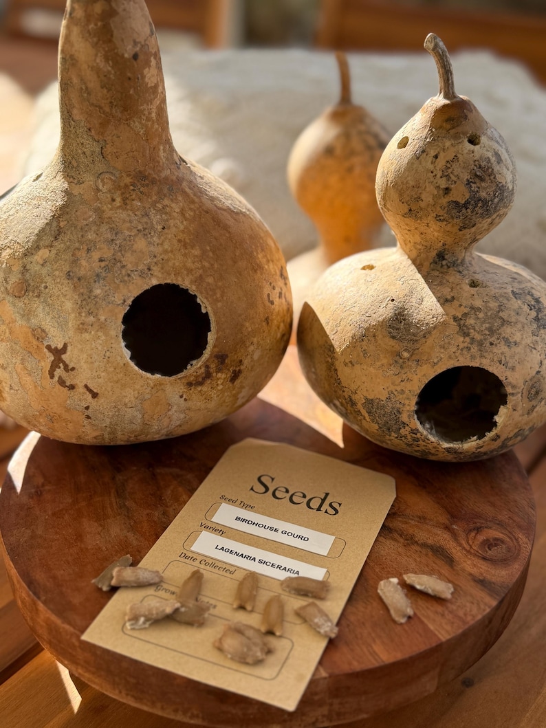 Birdhouse Gourd Seeds | Grow Natural Bird Houses | Heirloom NC Garden ...
