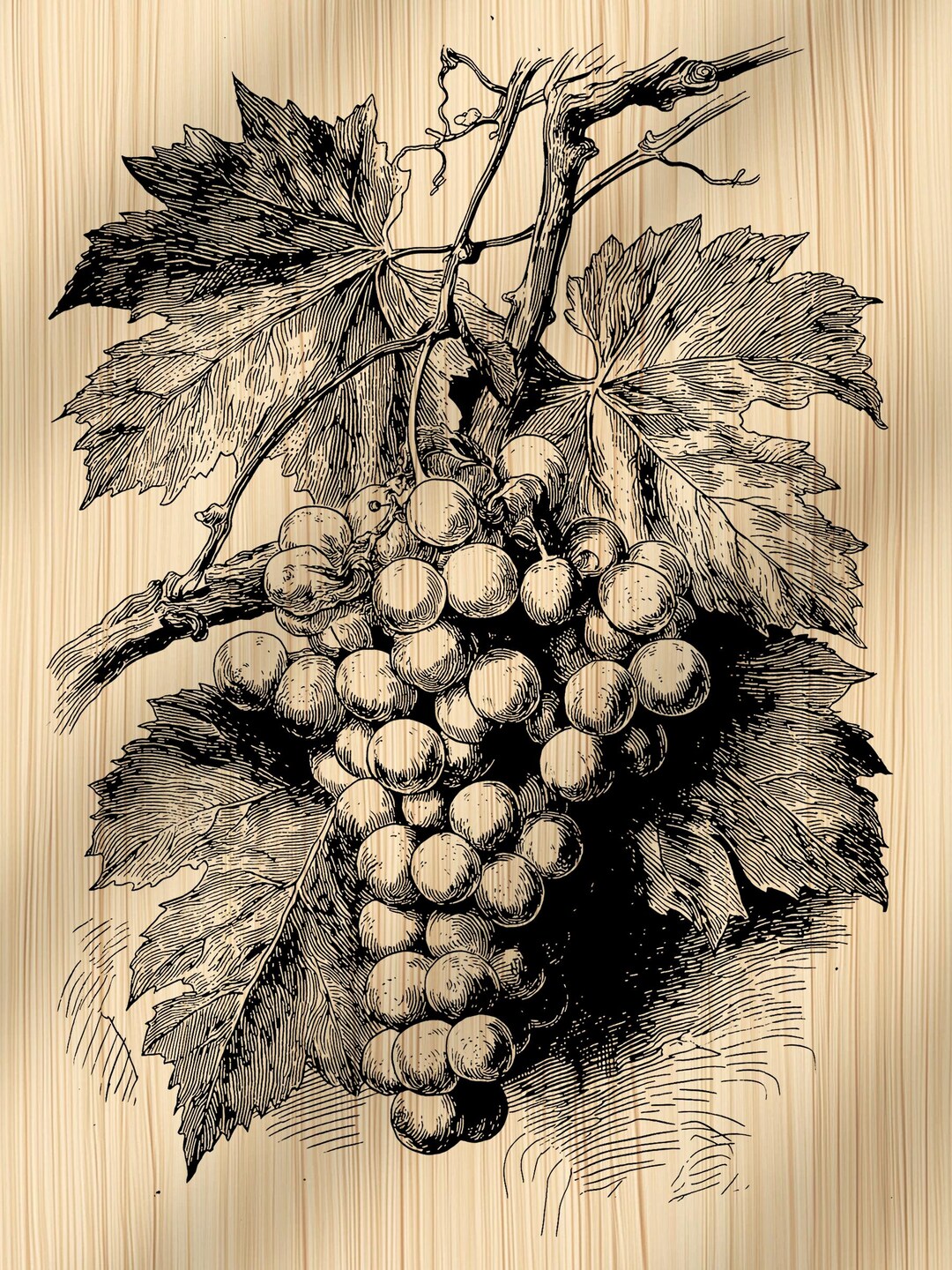 Grape Vine Laser Engraving File, Botanical Fruit PNG for Wood Burning ...
