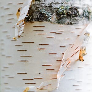 Birch Tree Photography Print Abstract Modern Nature Woodland - Etsy