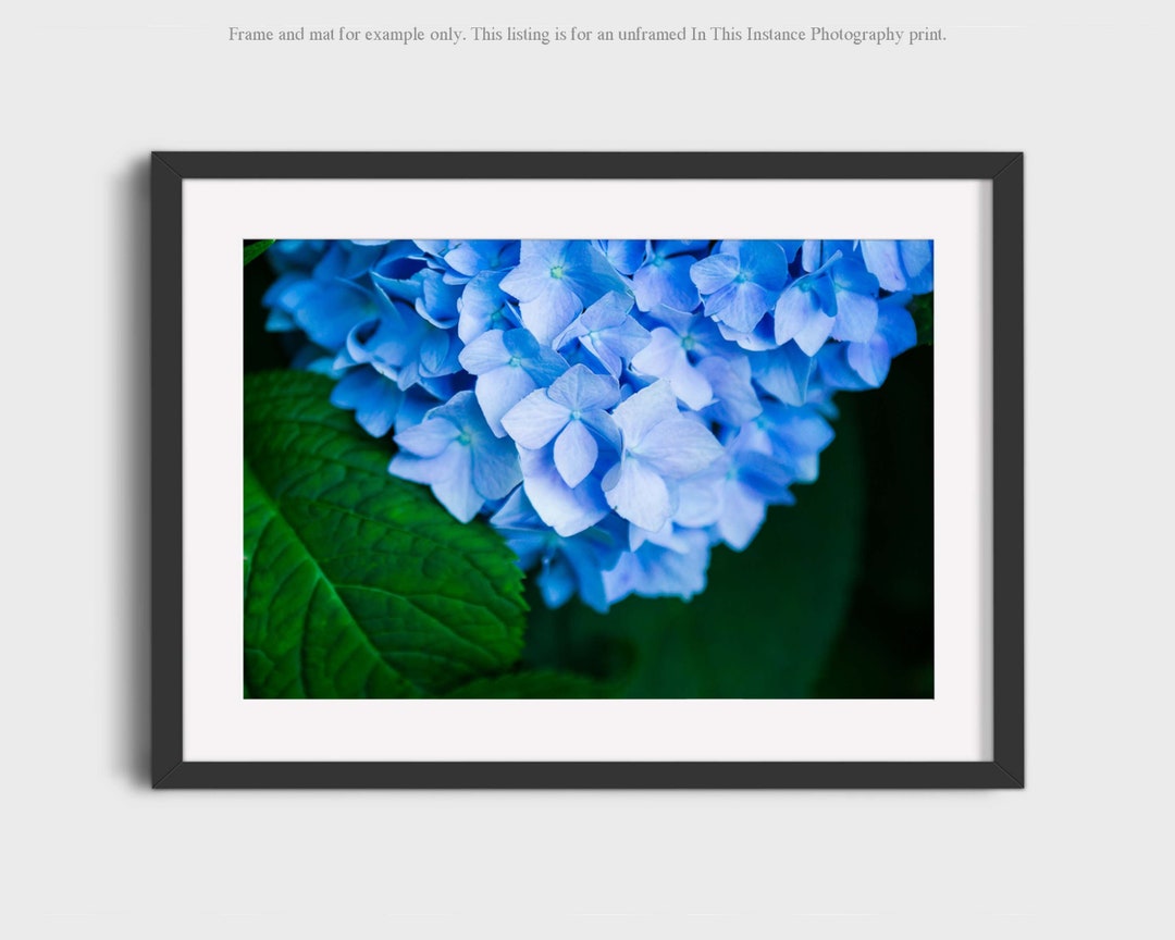 Hydrangea Print Nature Photography Flower Botanical Garden Dreamy ...