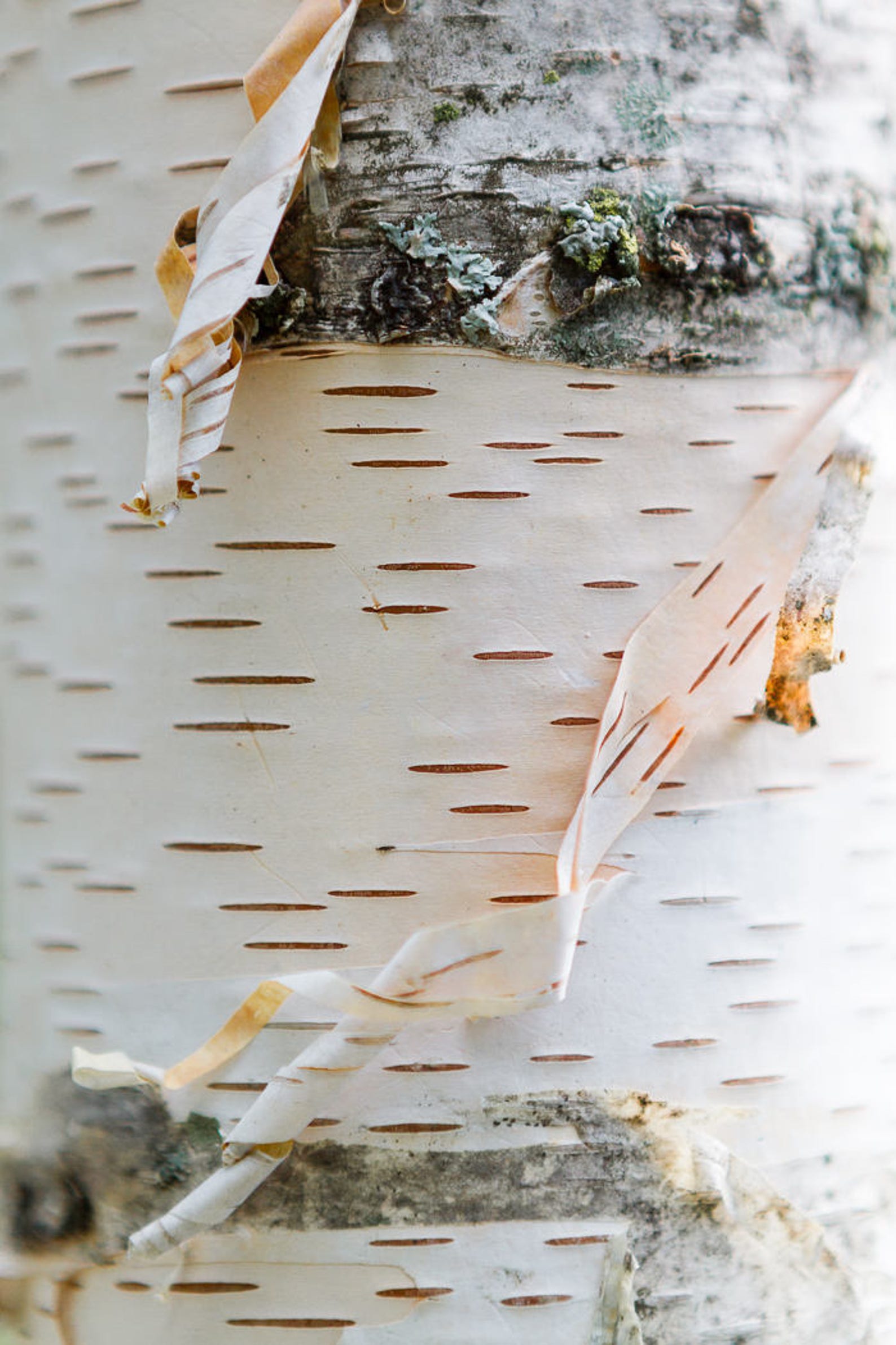 Birch Tree Photography Print Abstract Modern Nature Woodland - Etsy