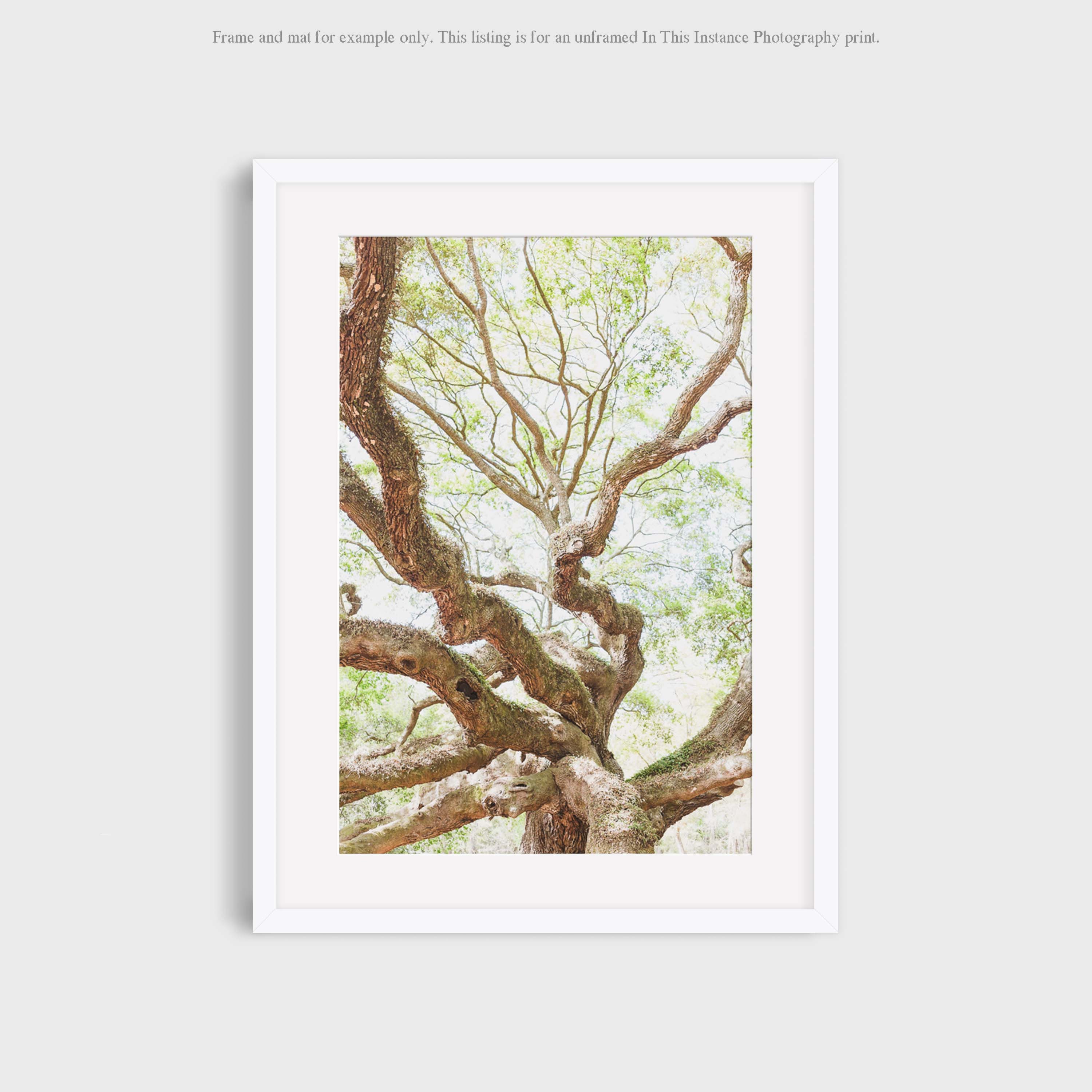 Angel Oak Tree Photography, Charleston South Carolina Living Oak Tree ...