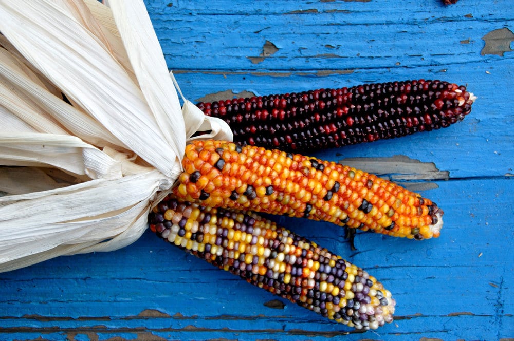 Indian Corn - Etsy