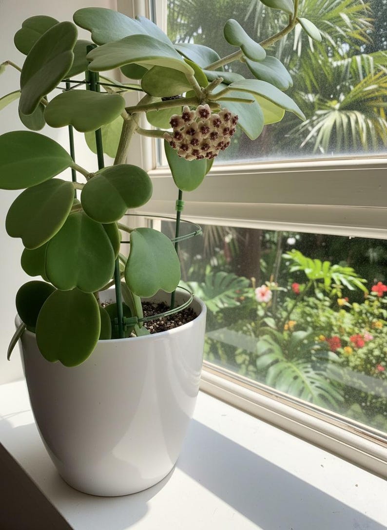 Hoya Kerrii Heart Plant – Sweetheart Hoya Live Succulent, Easy Care ...