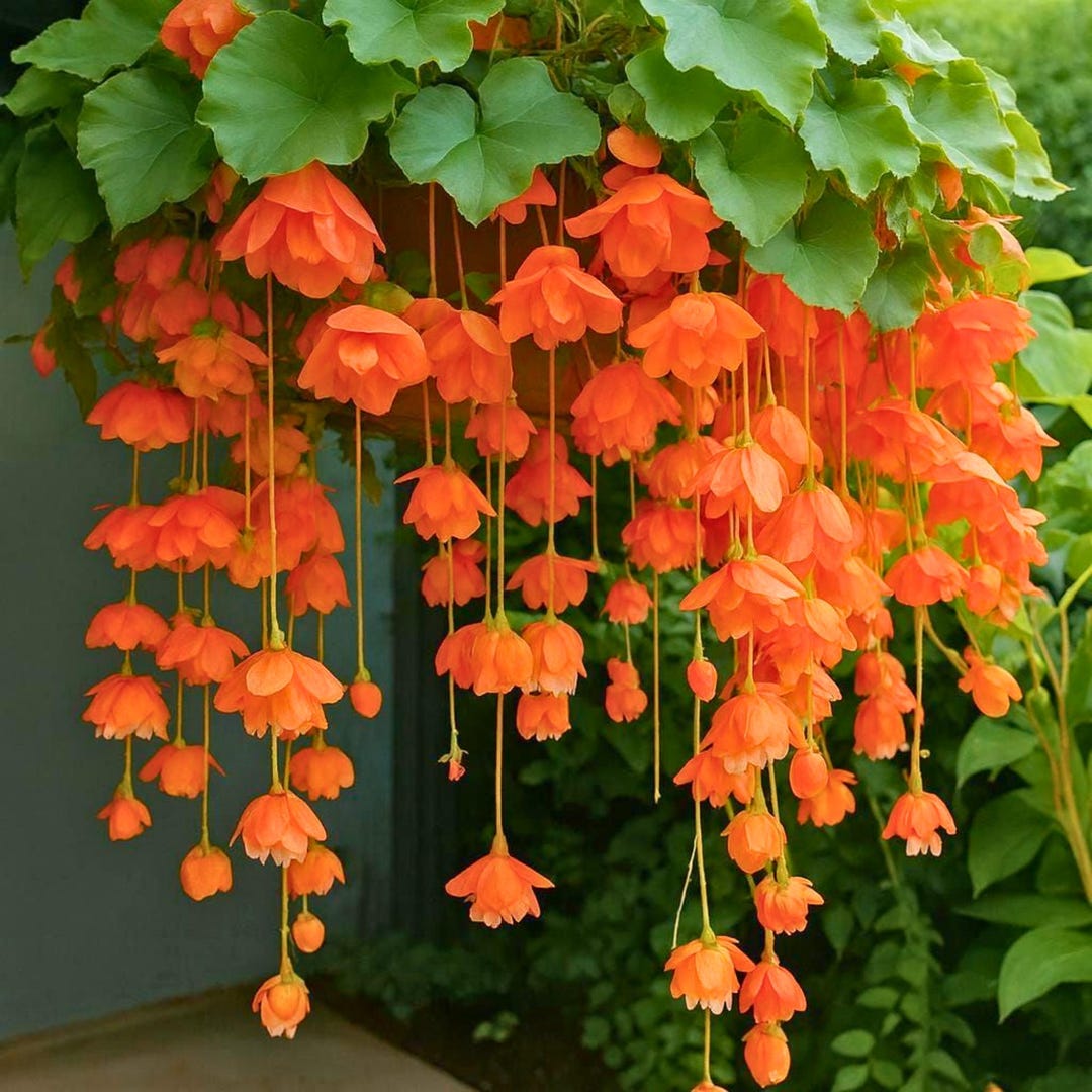25 Orange Weeping Begonia Seeds – Cascading Hanging Basket Flowers for ...