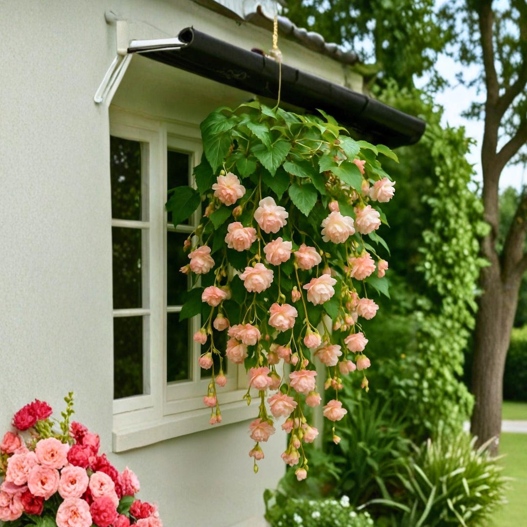 25 Peach Weeping Begonia Seeds — Soft Peach Cascading Blooms for ...