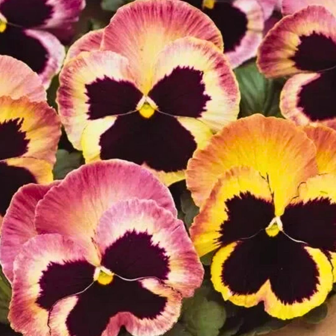 200 Matrix Sunrise Pansy (viola) Seeds for Planting | Multicolor Flower ...