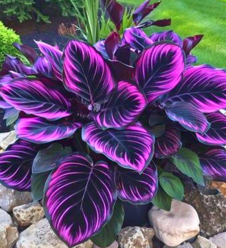 25+ Purple Tip Calathea Couture Seeds Rare Tropical Foliage Prayer ...