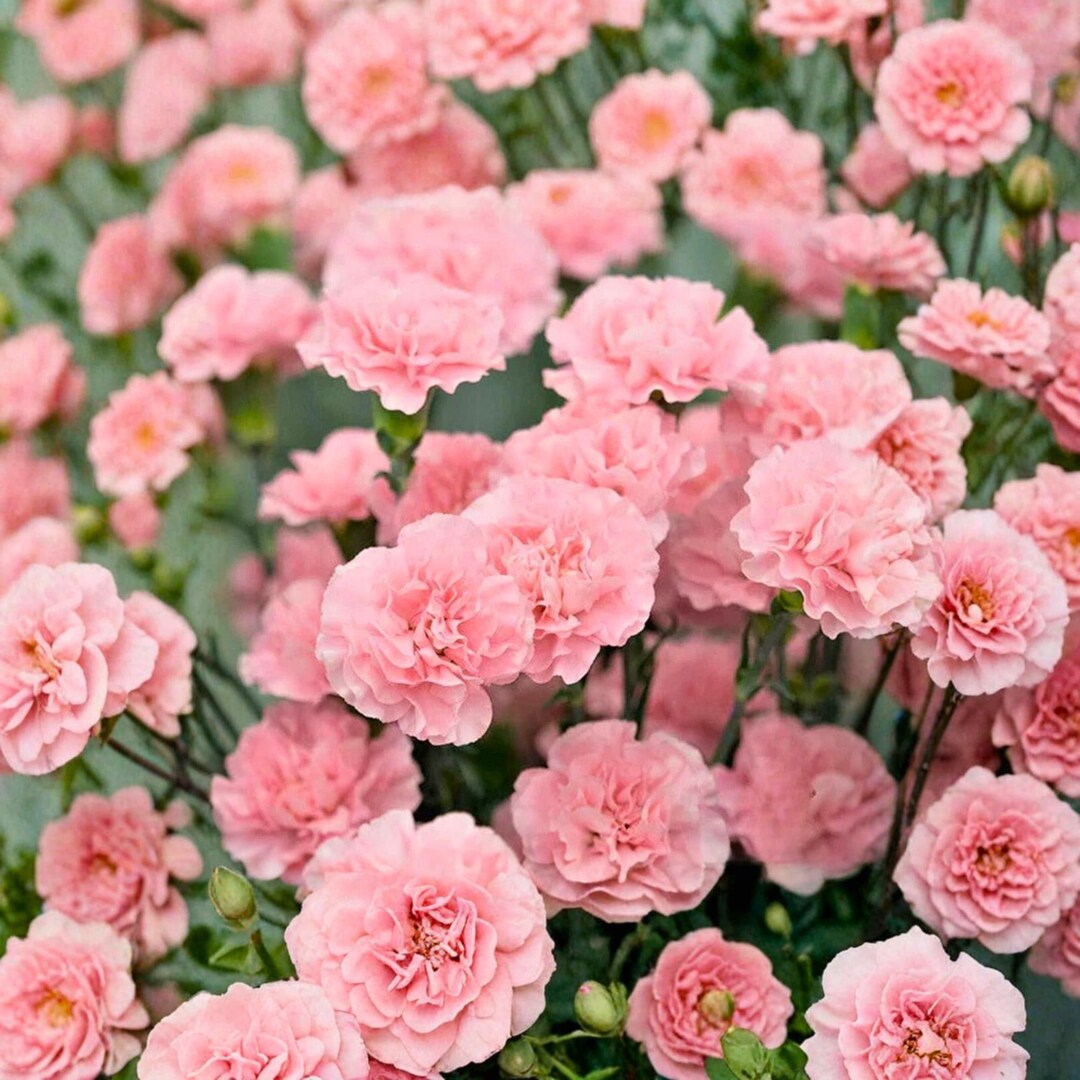 200 Freyn’s Pink Carnation Seeds — Soft Pink Blooms for Garden Beds ...
