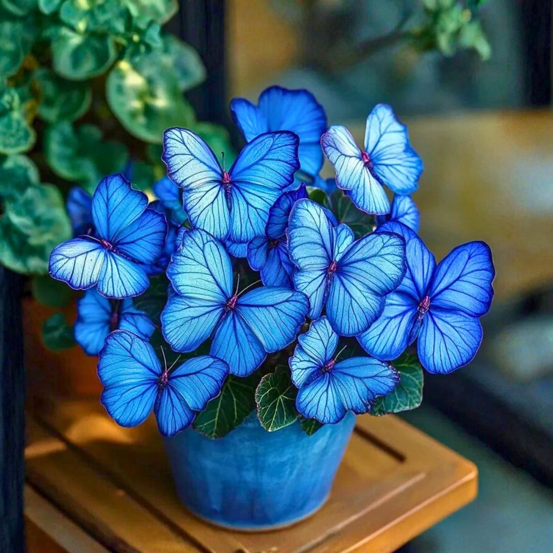 Butterfly Begonia Starry Blue Seeds 30 | Blue Flower for Garden, Pots ...