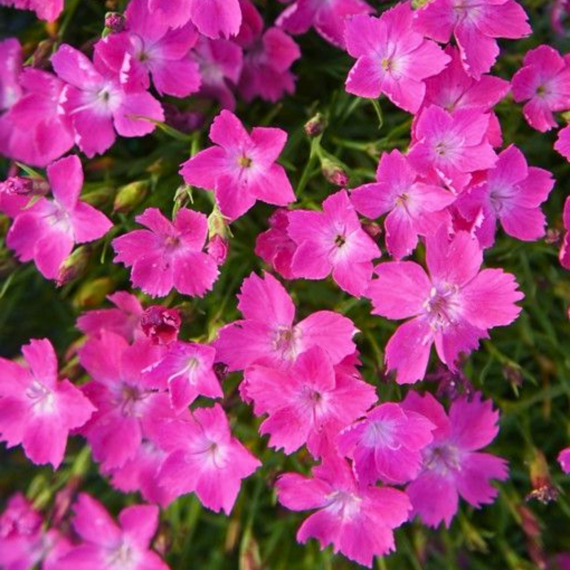200 Kahori Pink Carnation Seeds – Soft Pink Blooms for Garden Beds ...