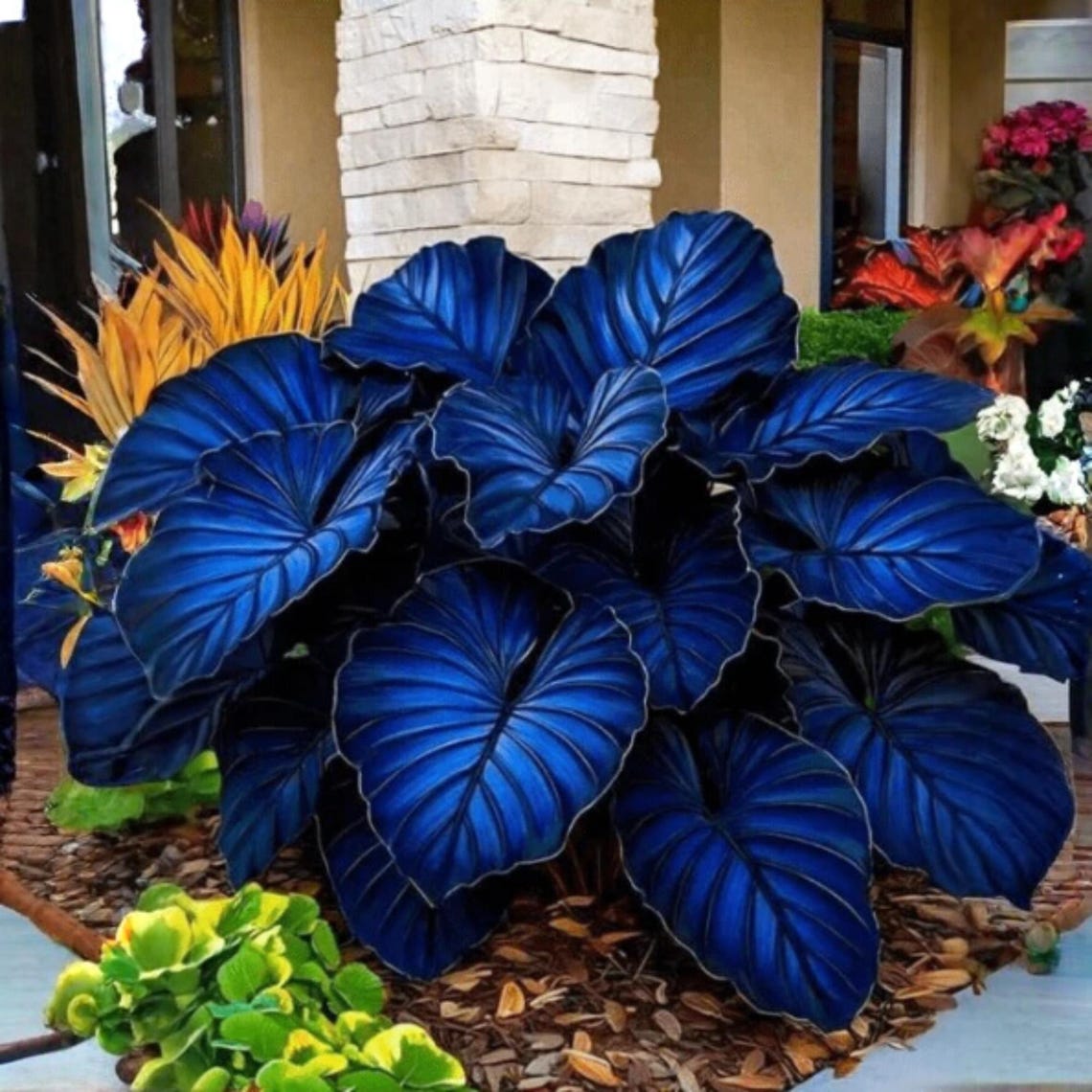 100 Caladium Seeds Perennial Tropical Foliage Shade Garden Indoor ...