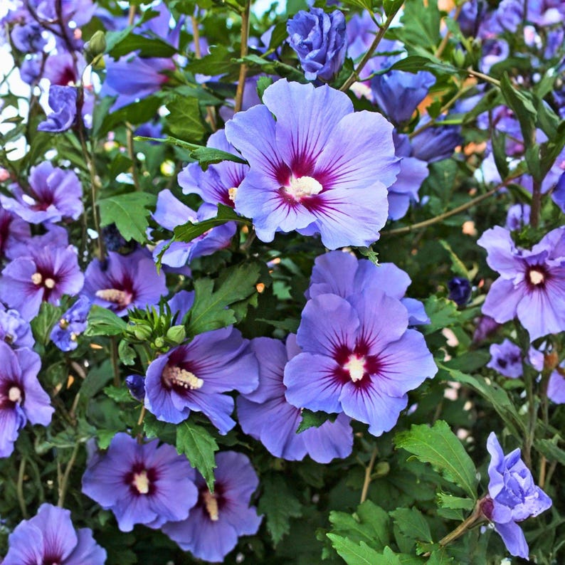 50 Blue Hibiscus Seeds – Rare Purple Hibiscus Flowers for Tropical ...