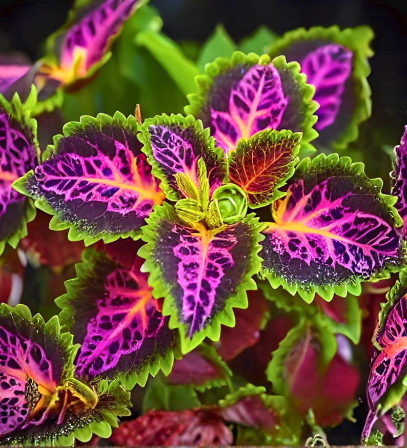 25+ Rekwiat Rainbow Coleus Seeds Colorful Foliage Plants Shade Garden ...