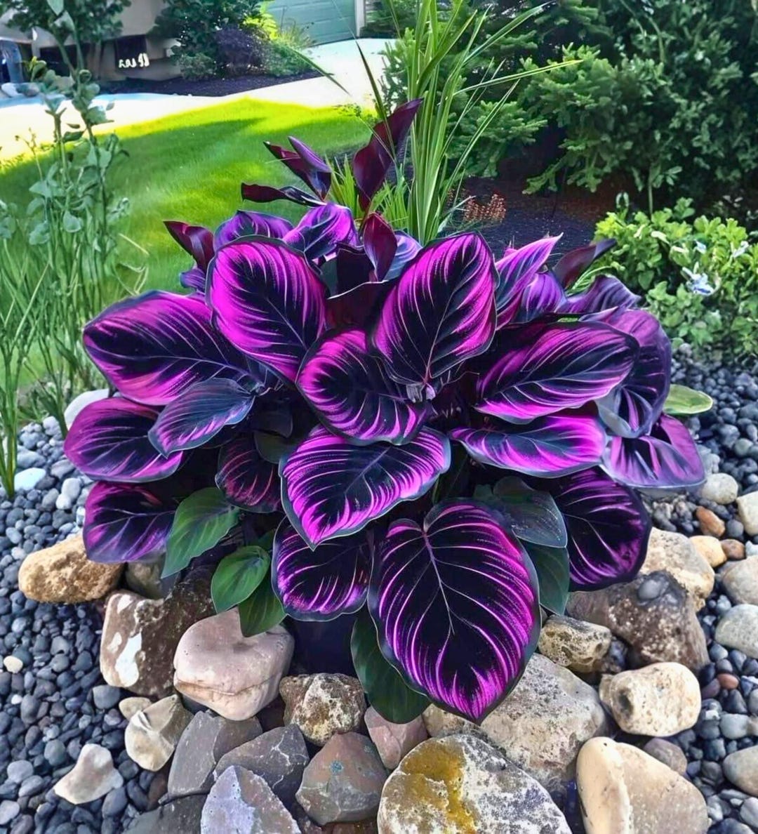 Plus de 25 graines de Calathea Couture à pointe violette, plante de ...