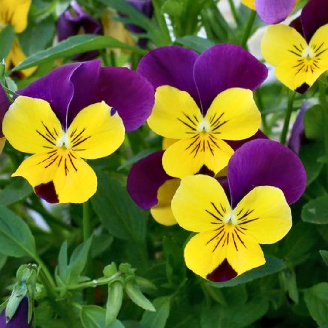 Freefall Purple Wing Pansy Seeds 200 | Viola Trailing Flower Seeds for ...
